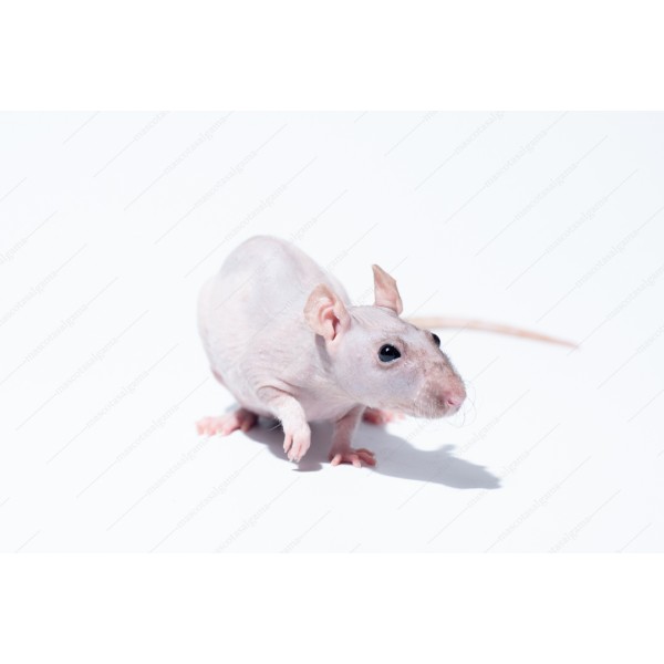 Comprar Rata Calva | Animales exóticos | Mascotas Algama